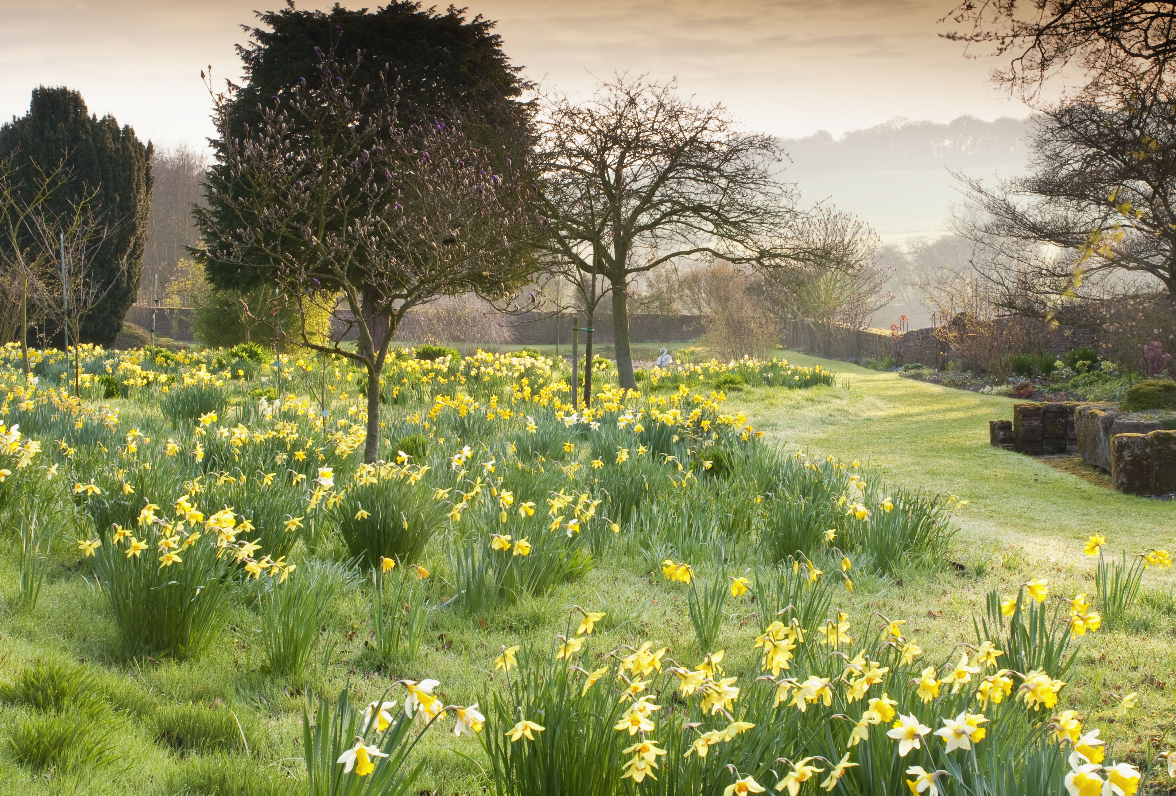Daffodil gardens - National Garden Scheme